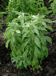Stevia - eco.centarnet.com
